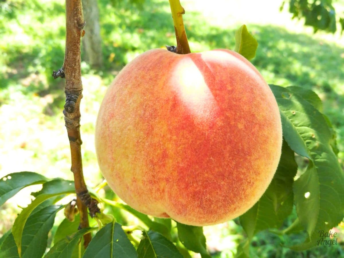 Simple Peach Crumble (Gluten Free, Dairy Free & Vegan) - Bake Angel